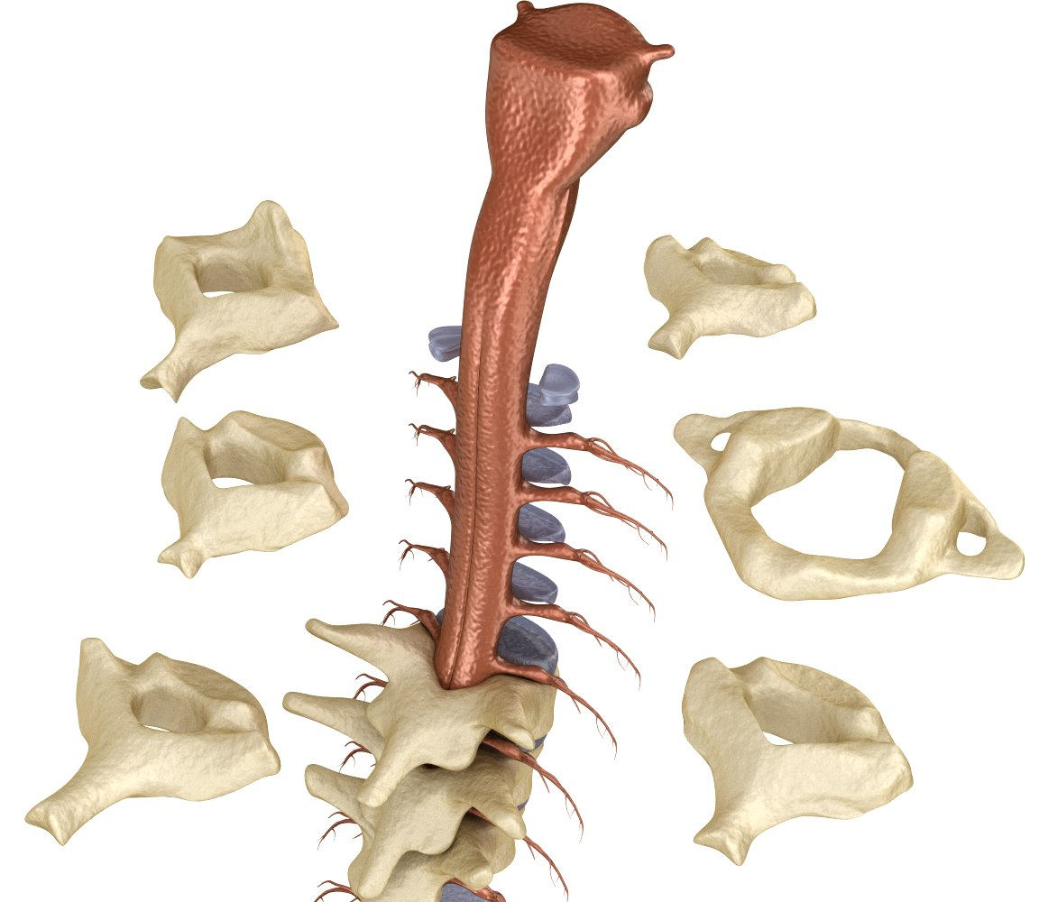 Spinal Injuries - Shepherd Healthcare Group